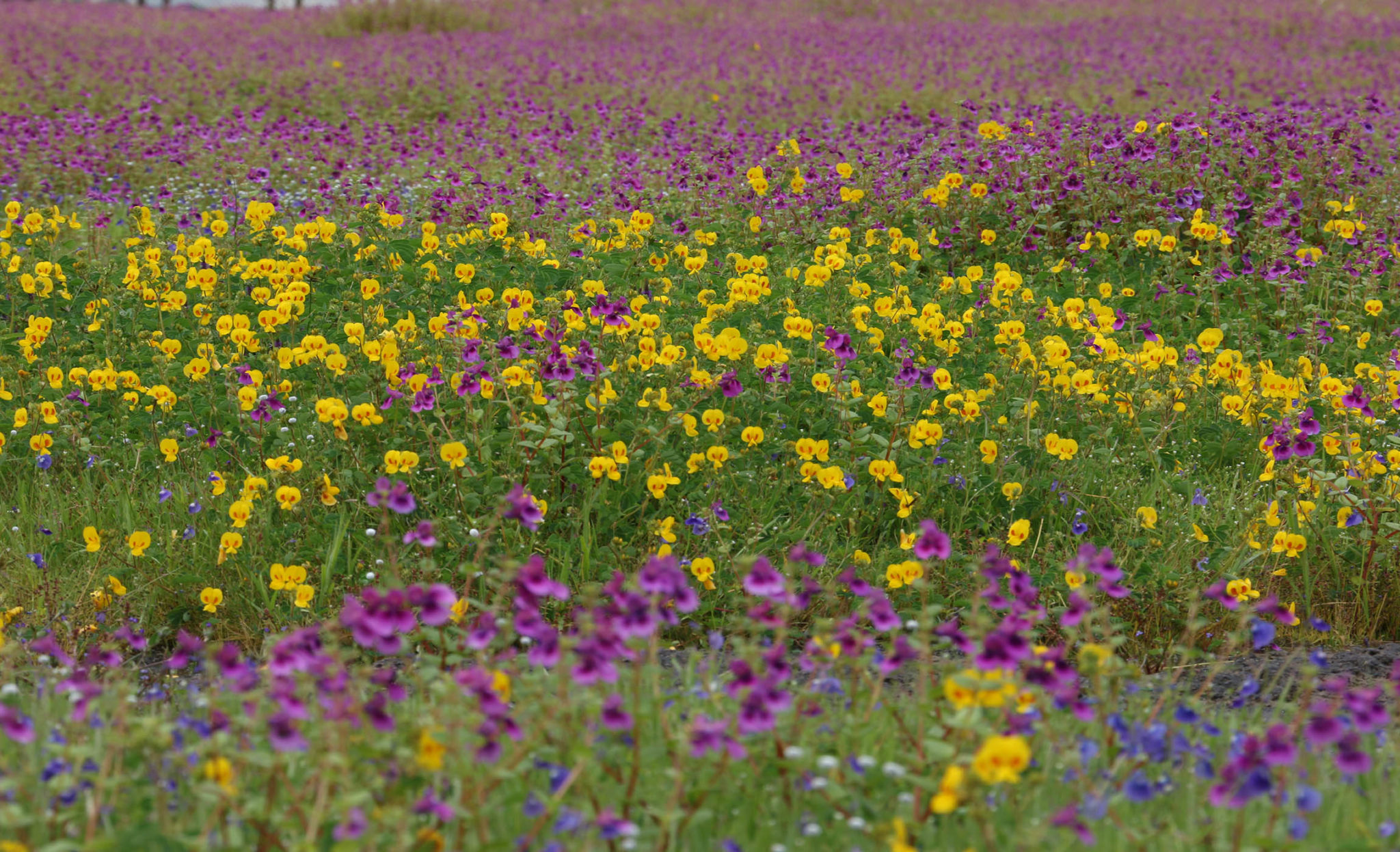 THE BEST TIME TO VISIT KAAS PLATEAU ‘THE VALLEY OF FLOWERS’ IS NOW AND ...