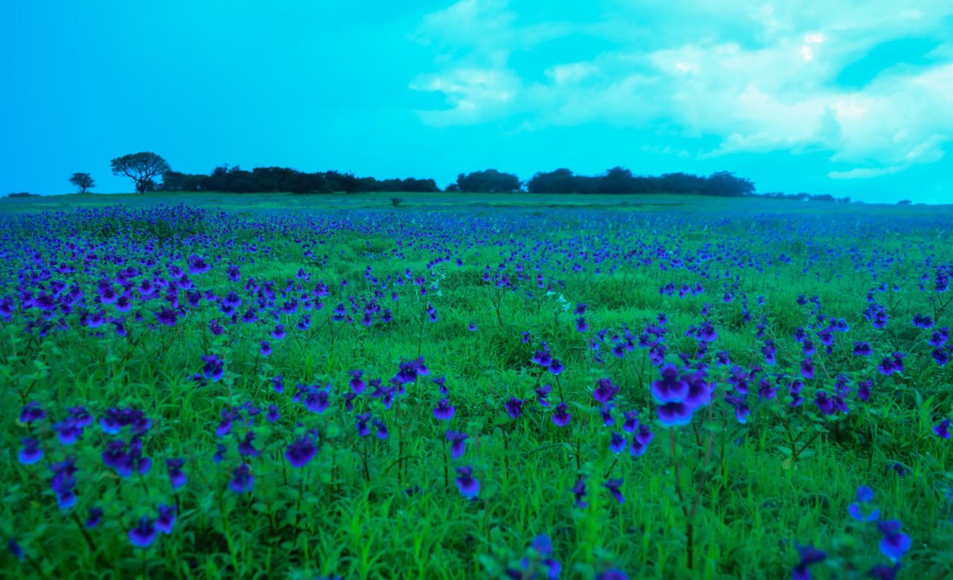 THE BEST TIME TO VISIT KAAS PLATEAU ‘THE VALLEY OF FLOWERS’ IS NOW AND ...