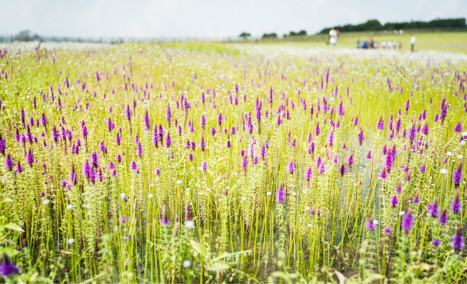 THE BEST TIME TO VISIT KAAS PLATEAU ‘THE VALLEY OF FLOWERS’ IS NOW AND ...