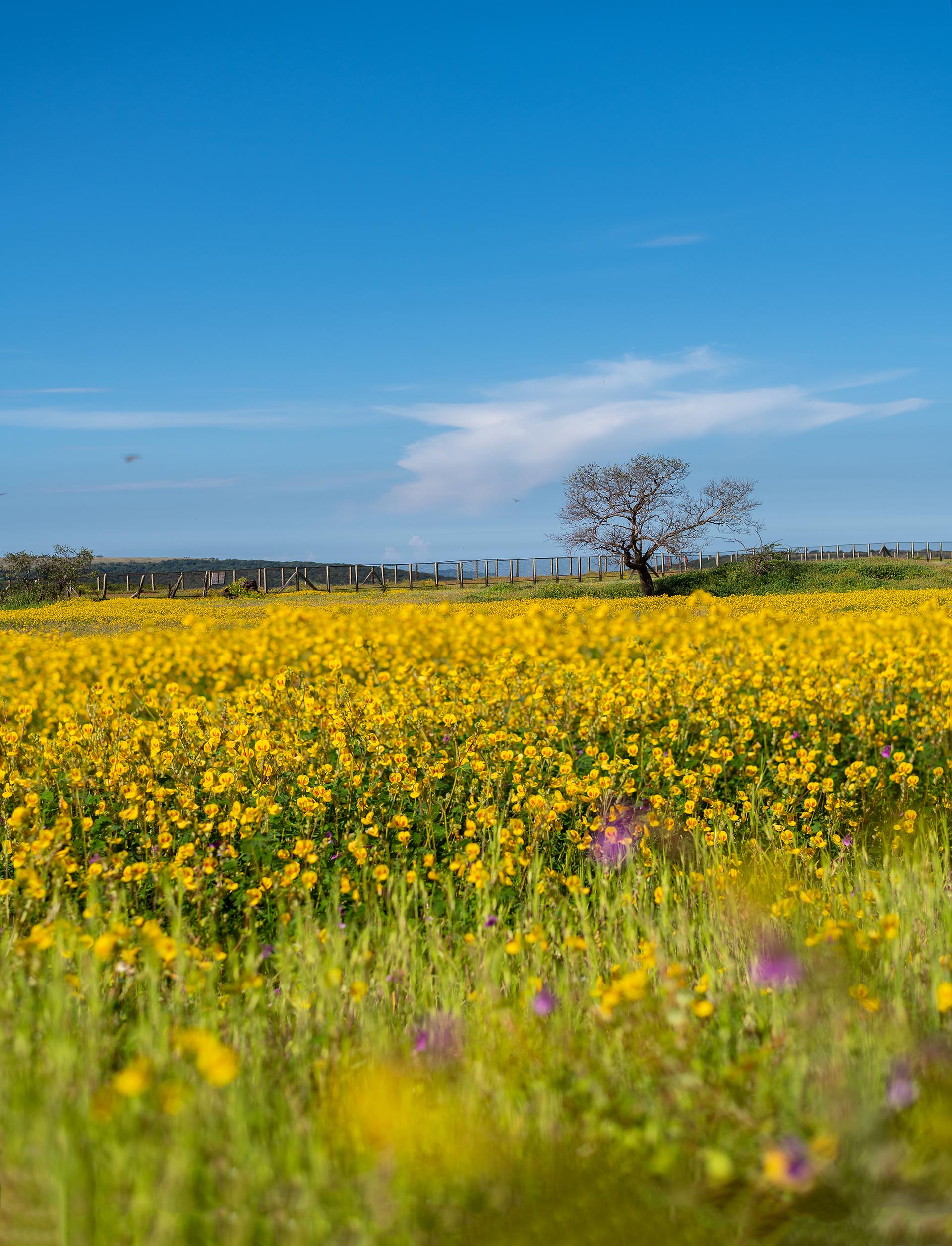 THE BEST TIME TO VISIT KAAS PLATEAU ‘THE VALLEY OF FLOWERS’ IS NOW AND ...
