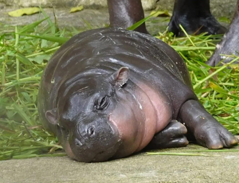 Live-In The Moo-Deng Moment! Visit Internet’s Cutest Sensation In ...